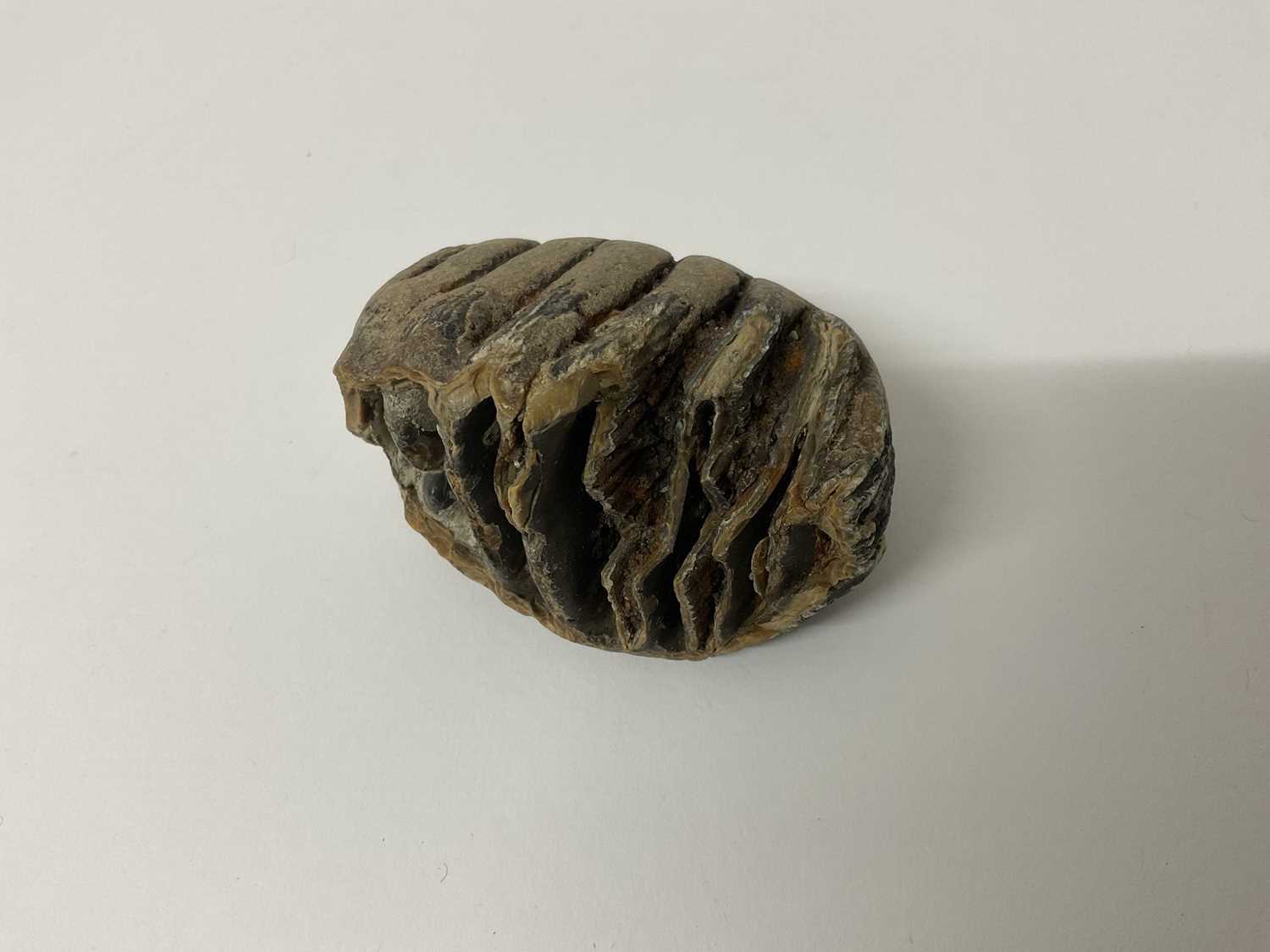 Lot 2525 - A rare baby woolly mammoth tooth,