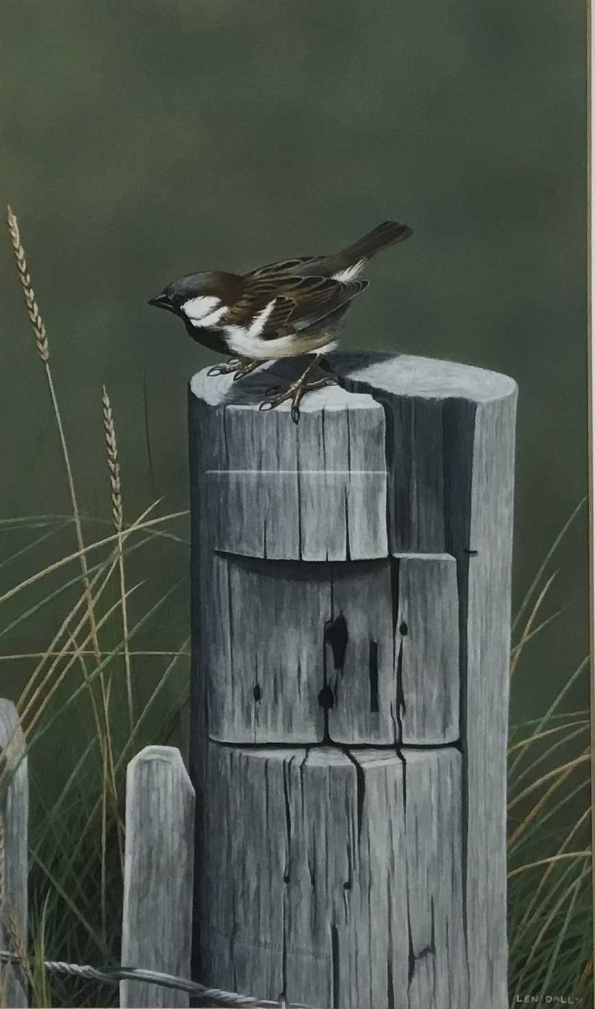 Lot 71 - Len Dally acrylic on paper - sparrow on a